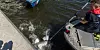Tierische Rettung auf der Alster: Schwan in großer Not – Angelhaken ...