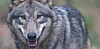 Studie: Jung oder Alt – Wer hat Angst vorm bösen Wolf? | MOPO