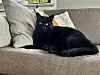 Kater Blacky: Sein erstes schönes Weihmnachtsfest | MOPO
