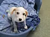 Hundewelpen Kaufen In Sachsen